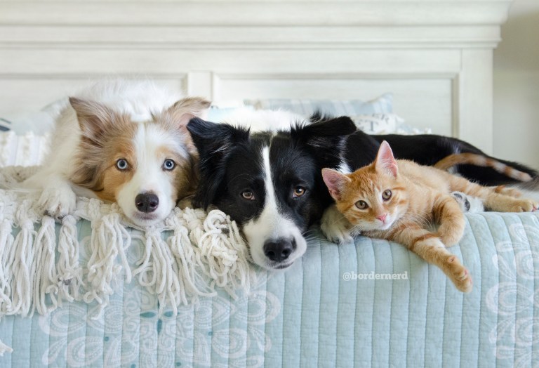 THE RIGHT DECISIONS – Bordernerd