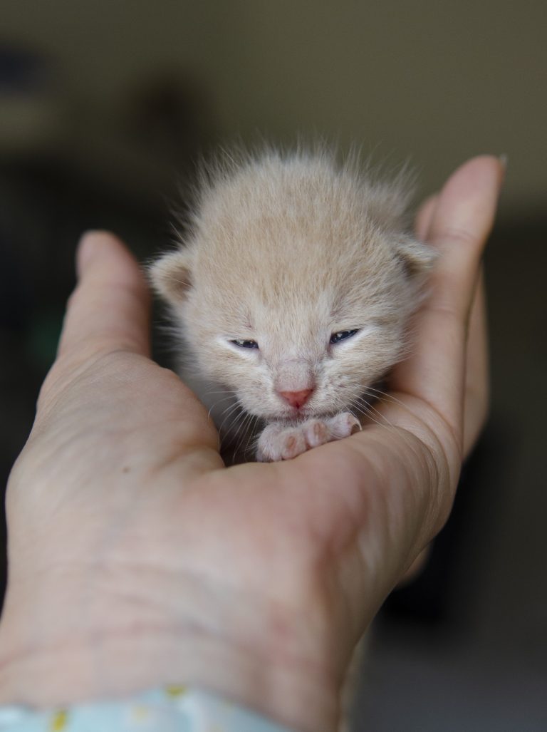 THE RIGHT DECISIONS – Bordernerd